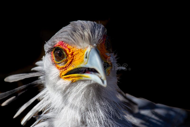 Portrait of a Secretary Bird Stock Image - Image of beak, feather ...