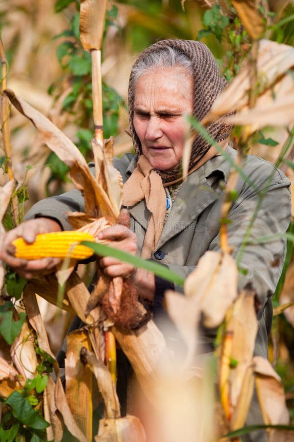 Portrait of a Senior Woman Harvesting Corn Stock Photo - Image of ...