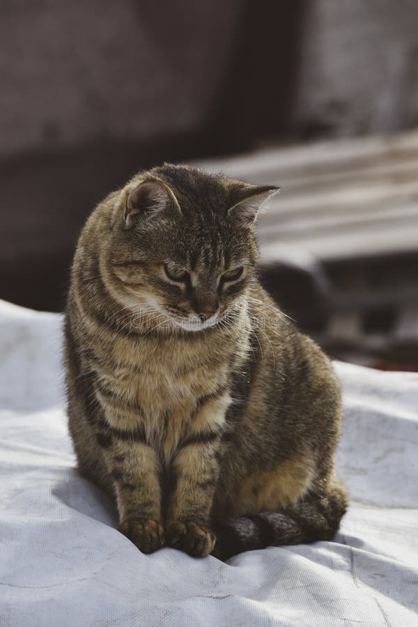 Portrait of a Serious Cat Looking Down Stock Photo - Image of putting ...