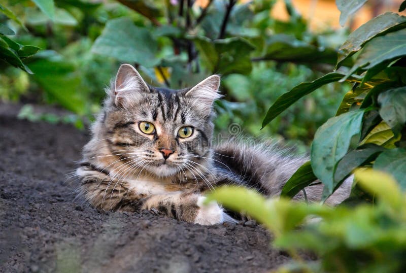 Portrait of a serious cat stock photo. Image of grey - 105203844