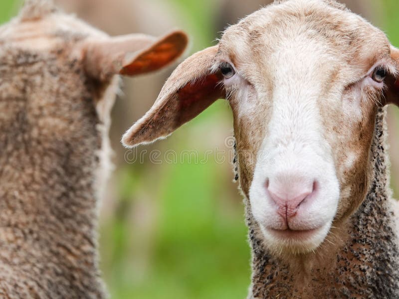 Portrait of a Serious Sheep Staring at the Camera Near Another Turned ...