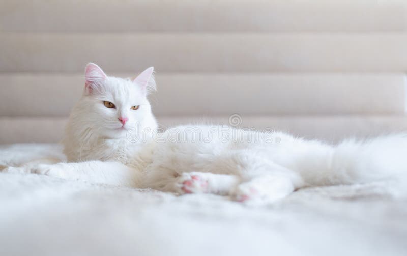 Portrait of Serious White Cat Lying on the Sofa in the Comfort of ...