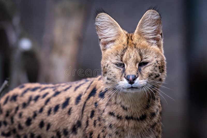 Portrait of a Serval, Leptailurus Serval Stock Photo - Image of ...
