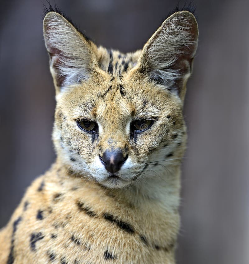 Portrait of a serval stock image. Image of leptailurus - 33743635