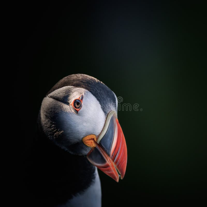Portrait Session with a Puffin Foto de archivo - Imagen de color ...