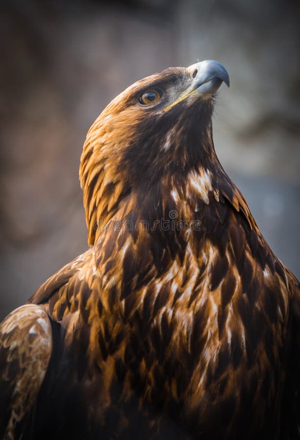 Image of Severe and Serious Golden Eagle with Red Feathers Stock Image ...