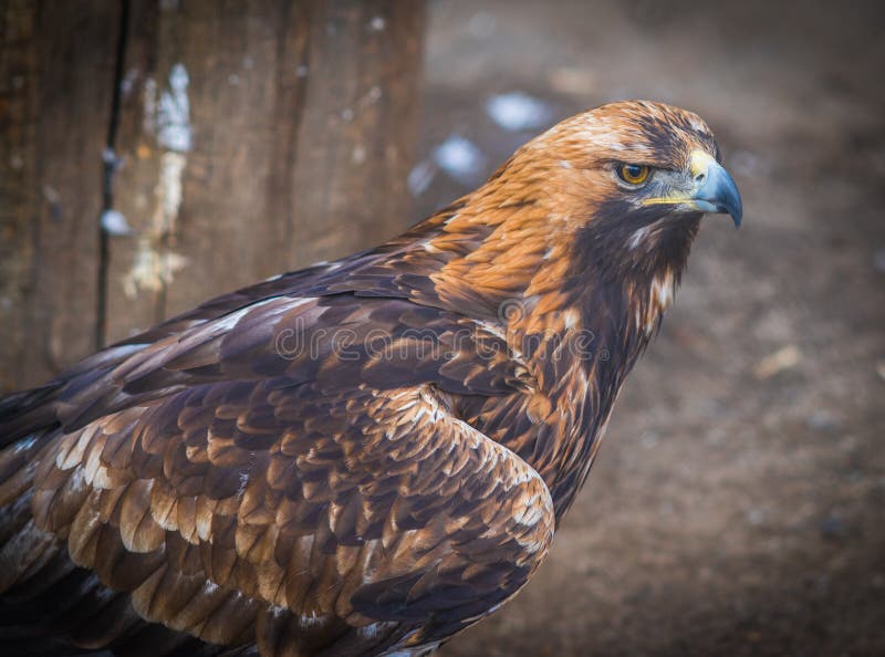 Image of Severe and Serious Golden Eagle with Red Feathers Stock Photo ...