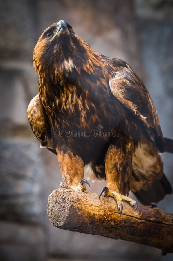 Image of Severe and Serious Golden Eagle with Red Feathers Stock Image ...