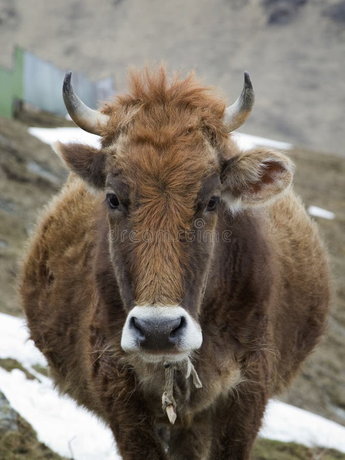 Shaggy Cow stock image. Image of cows, hair, hairy, horns - 27541151