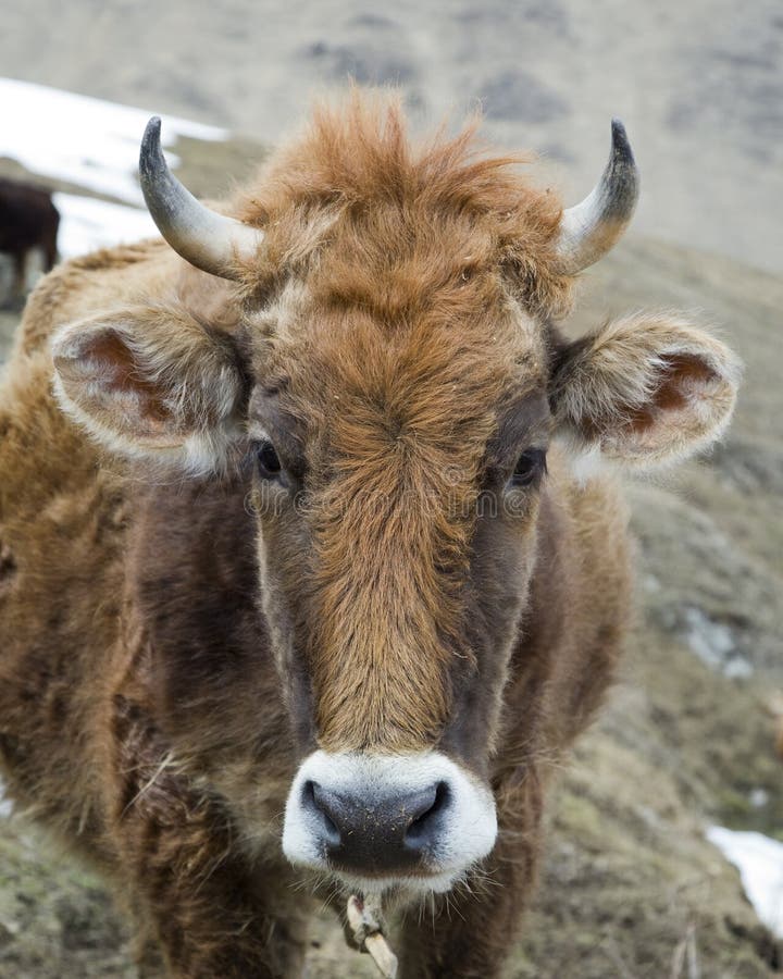 Shaggy Cow stock image. Image of cattle, shaggy, horns - 27541151