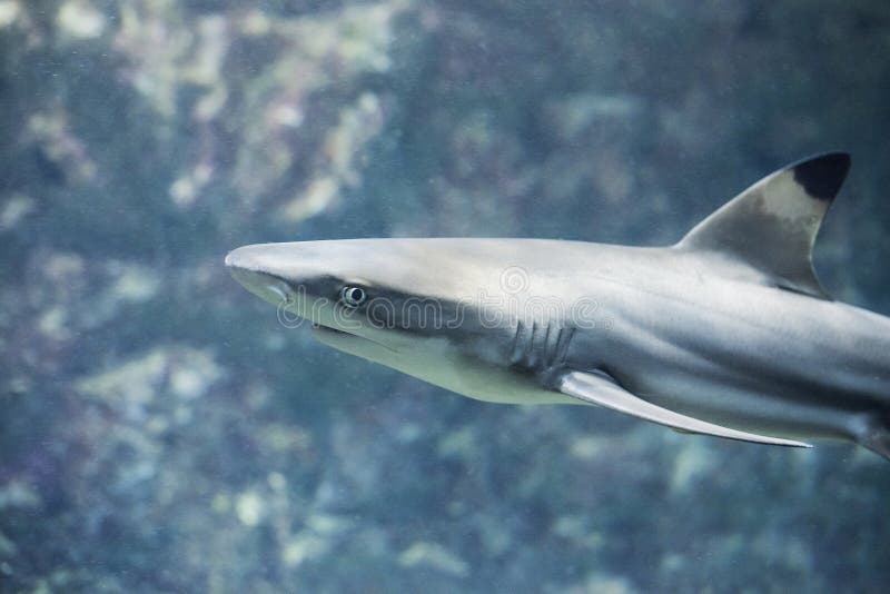 Portrait of shark stock image. Image of great, jaws - 131062251