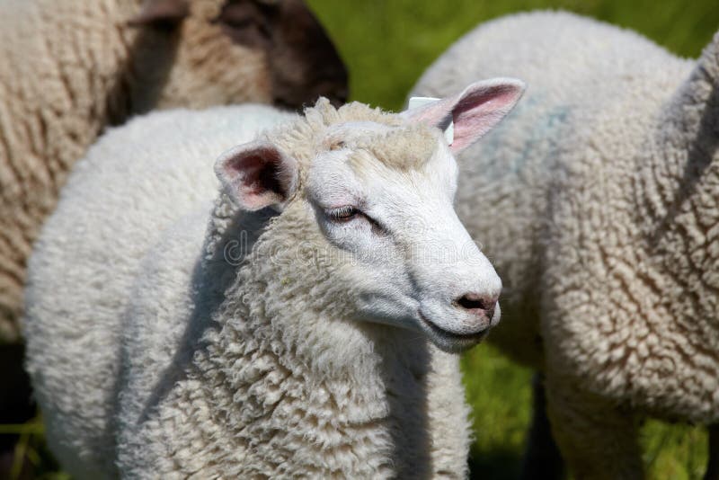 Two sheep stock image. Image of farmland, agri, curly - 20432521