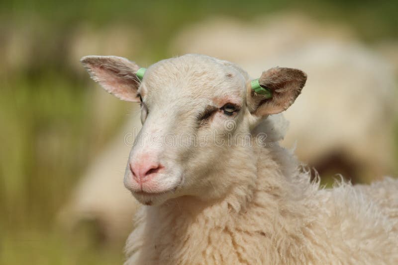 Portrait of a sheep stock photo. Image of earmark, meadow - 26443394