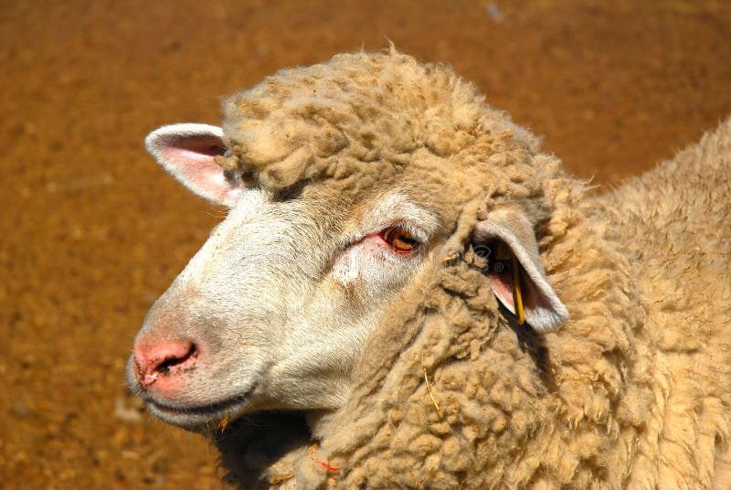 Portrait of sheep stock photo. Image of looks, profile - 6512564