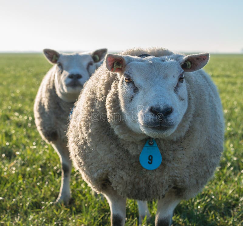 Portrait sheep in backlit stock image. Image of cute - 35986797