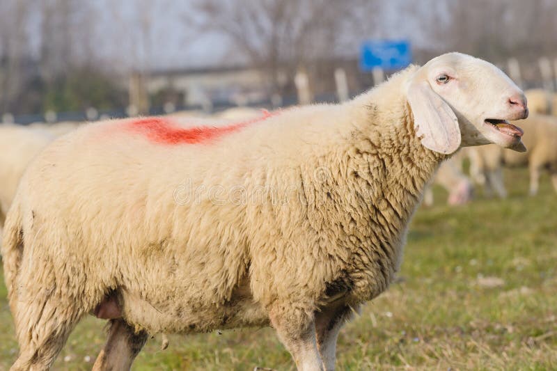 Lamb Calling Nature Stock Photos - Free & Royalty-Free Stock Photos ...