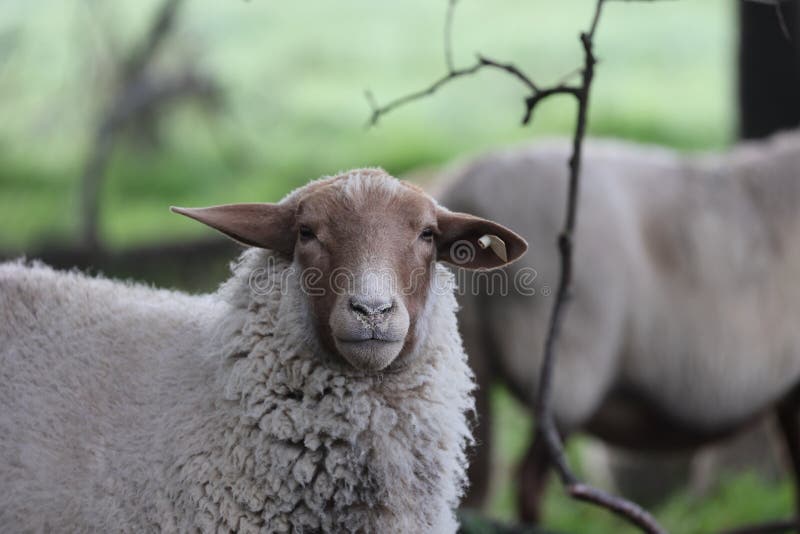 Portrait of a Sheep with Brown Face and White Fur Stock Image - Image ...