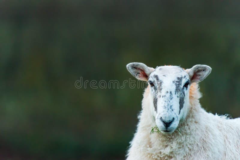 Domesticated Sheep on Pasture at the Sunset Stock Image - Image of cute ...