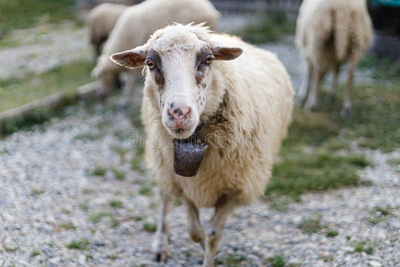 Portrait of a Sheep on a Farm, an Animal with Wool Stock Photo - Image ...