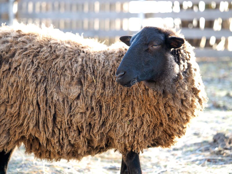 Portrait of a sheep stock image. Image of adorable, rural - 202151573