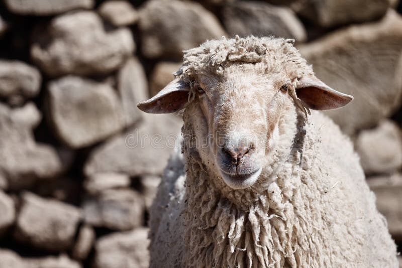 Portrait of a Sheep in Front of a Stone Wall Background Stock Image ...