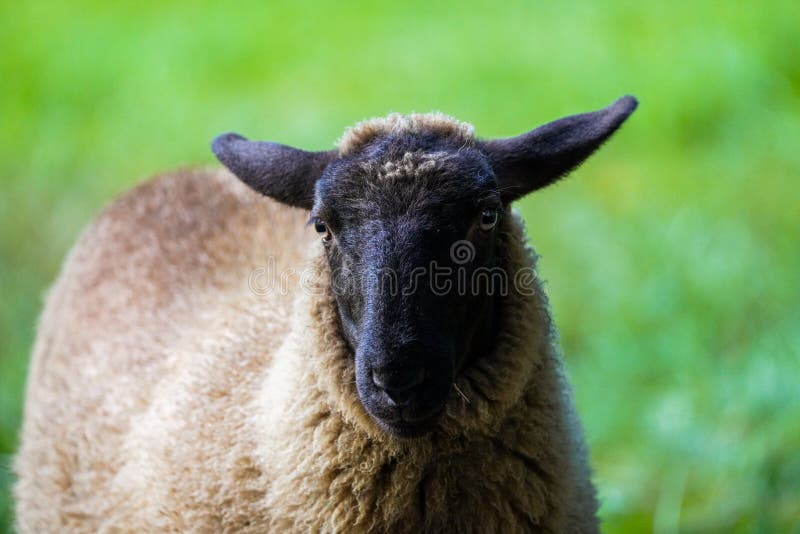 Portrait of a sheep stock photo. Image of agriculture - 266551098