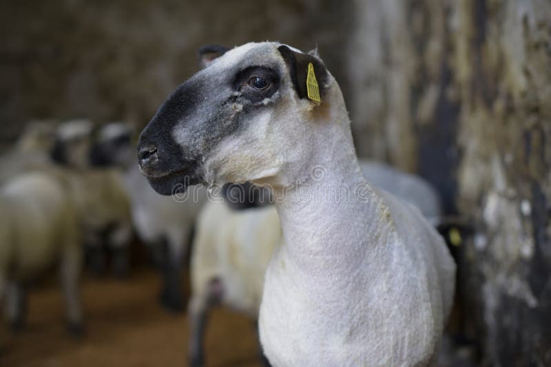 Portrait of a Sheep that Has Just Been Shorn Stock Photo - Image of ...