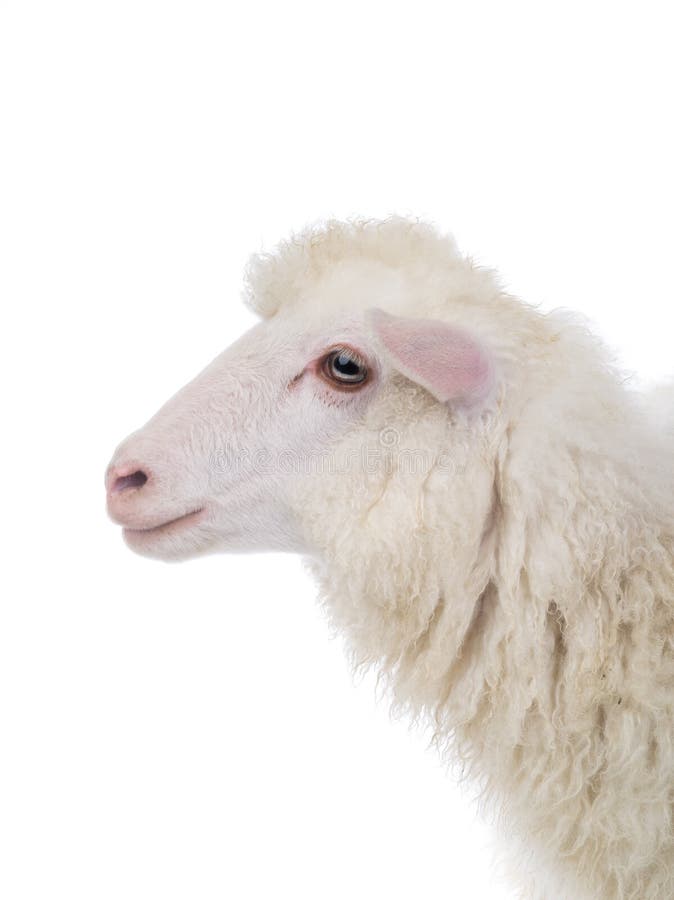 Kneeling Sheep Stock Photos - Free & Royalty-Free Stock Photos from ...