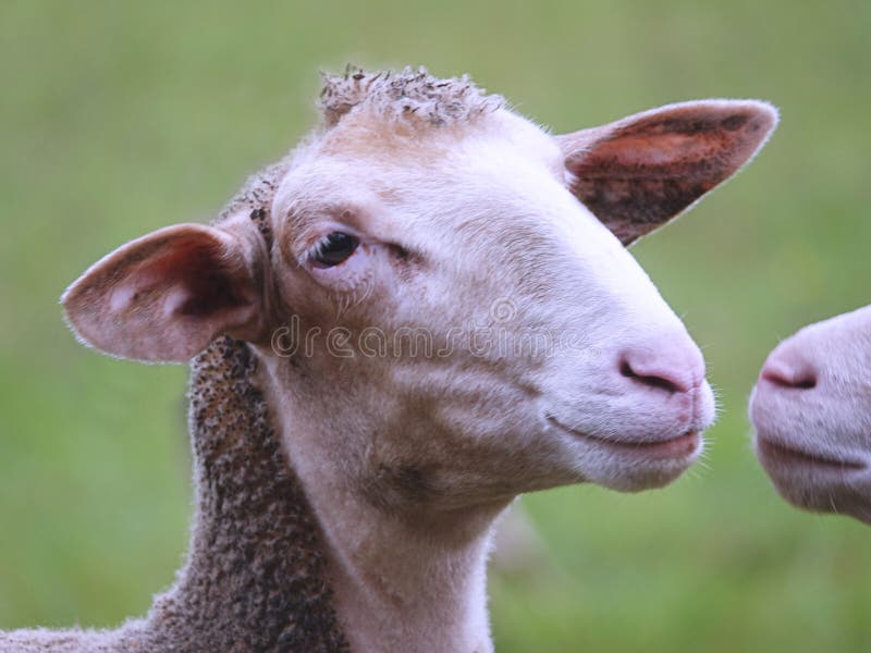 206 Sheep Kiss Stock Photos - Free & Royalty-Free Stock Photos from ...