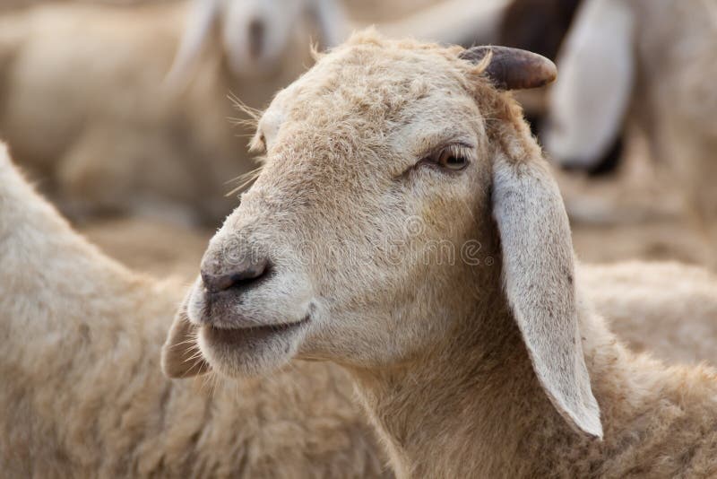 Portrait of a Sheep stock image. Image of india, rural - 38526417
