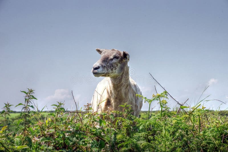Portrait of a Sheep stock image. Image of agriculture - 227738167