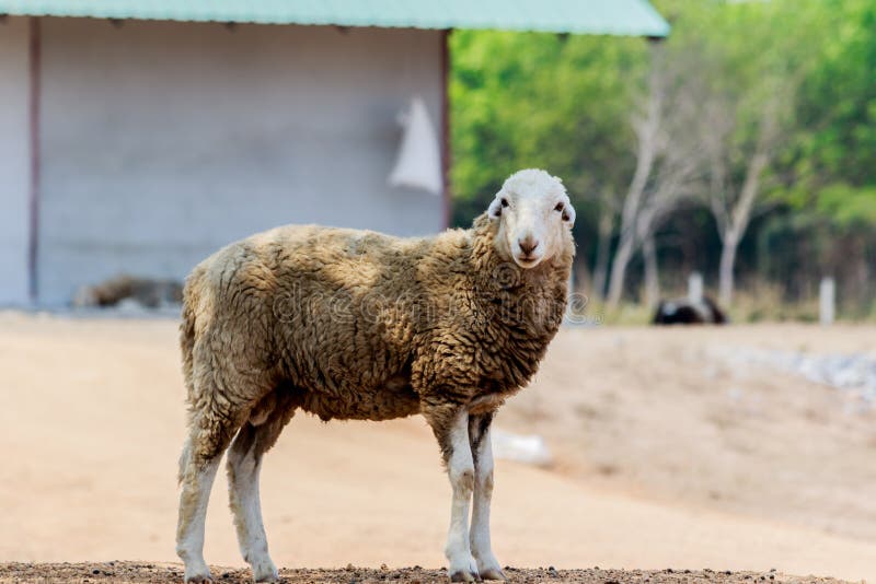 Portrait of a Sheep Standing in Local Farm. Stock Image - Image of ...