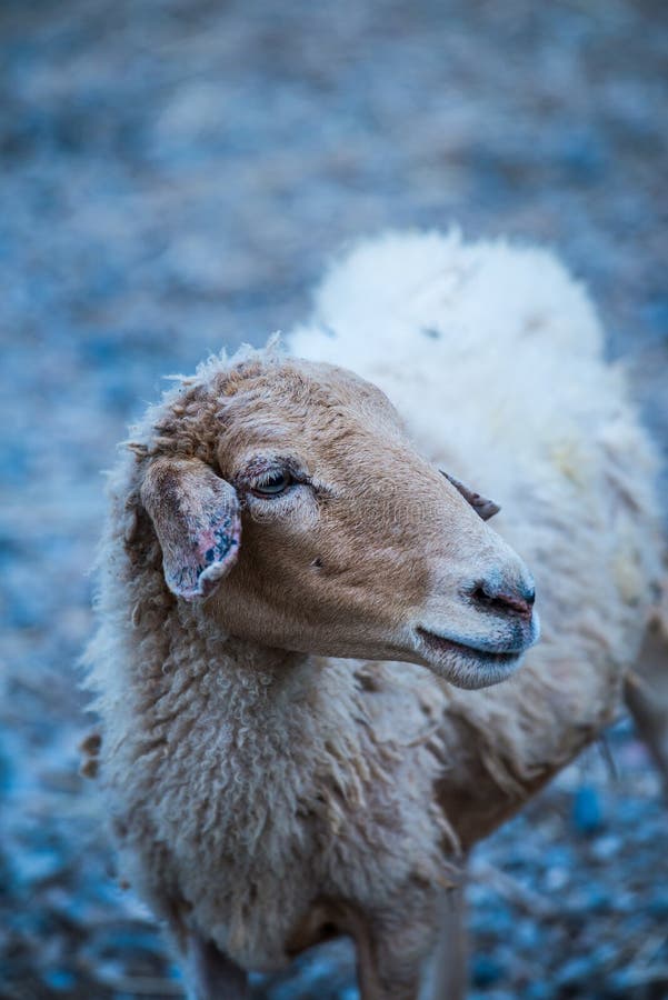Portrait of a sheep stock photo. Image of natural, group - 278763776
