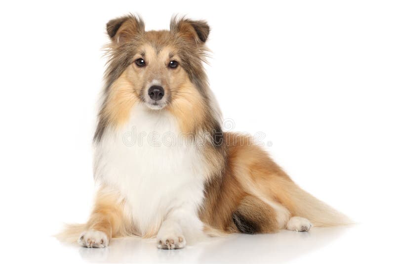 Small shelti dog stock image. Image of dogs, animal, white - 25354597