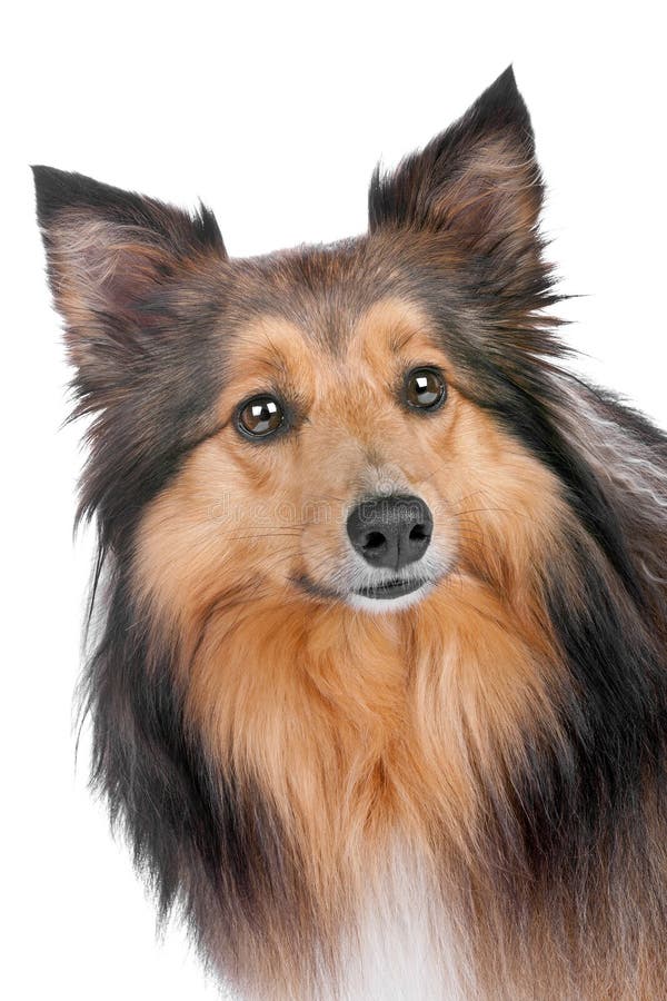 Sheltie Shepherd Shetland Sheepdog | Size, Lifespan & Characteristics