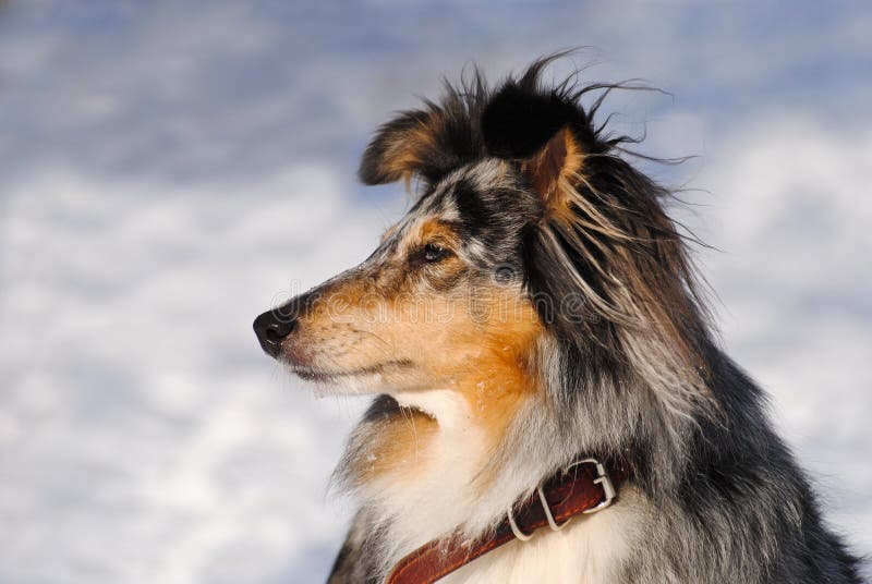 129 Grey Sheltie Stock Photos - Free & Royalty-Free Stock Photos from ...