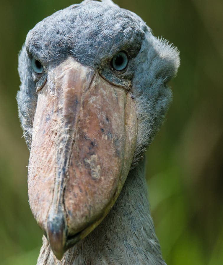 Portrait shoebill stork stock image. Image of bird, egyptians - 84284709