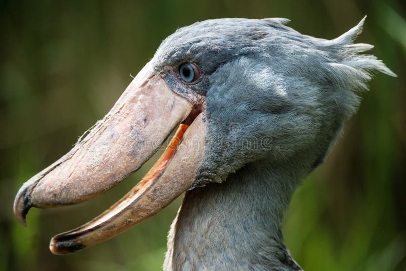 171 Blue Shoebill Stock Photos - Free & Royalty-Free Stock Photos from ...