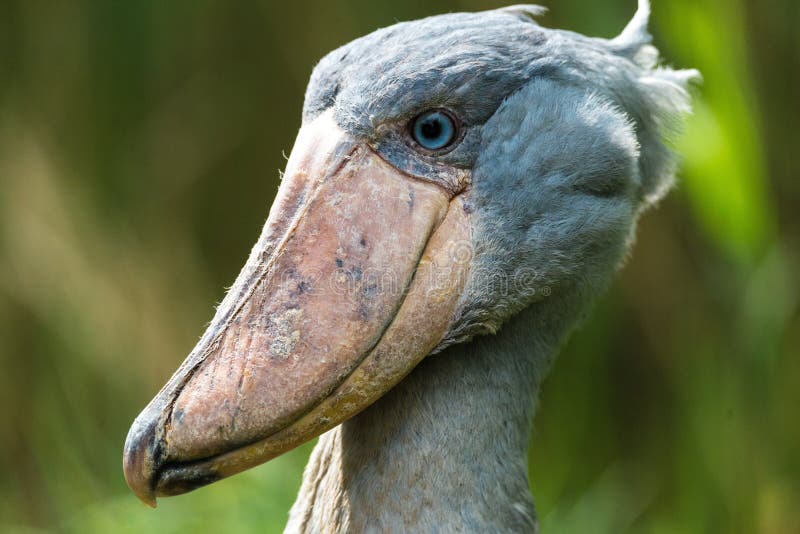 Portrait of a Shoebill stock image. Image of unusual - 216287429