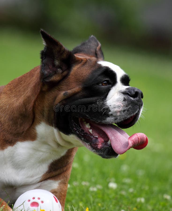 Portrait shot of boxer stock image. Image of boxer, ears - 13286873
