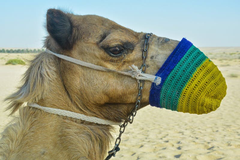 Portrait Shot of a Camel Wearing Muzzle Sitting on the Sand and Looking ...