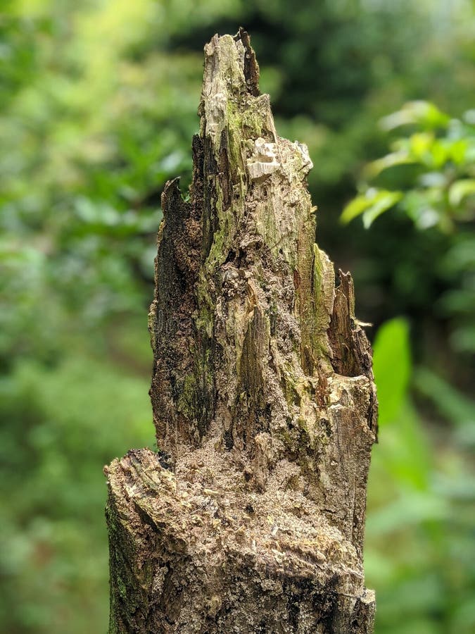 Portrait Shot of Dead Tree Trunk Texture Stock Photo - Image of shot ...