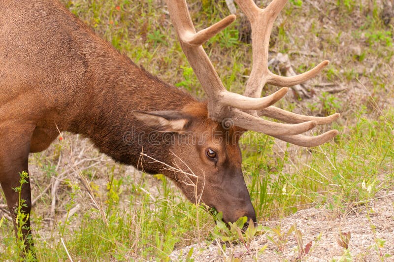 Portrait shot of elk stock image. Image of vegetation - 22034377
