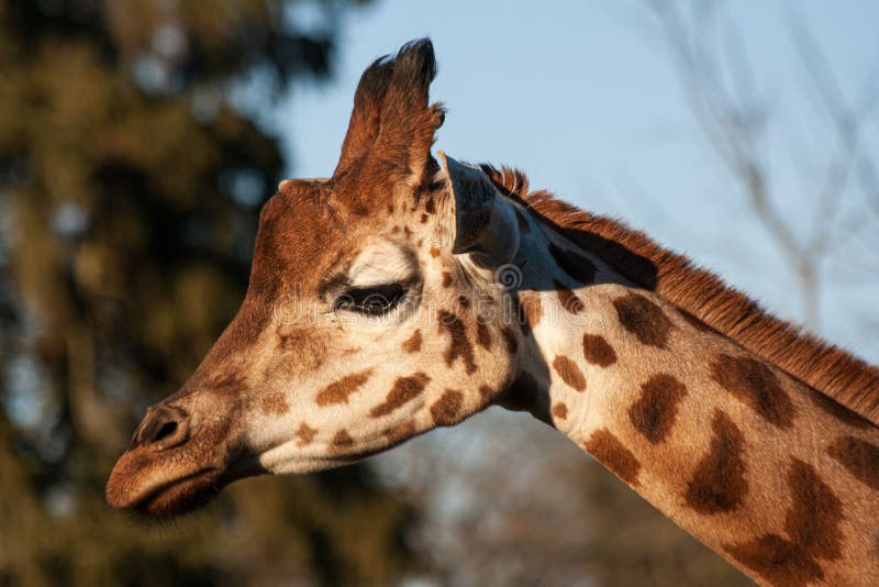 Portrait Shot of a Northern Giraffe. Stock Photo - Image of fauna ...