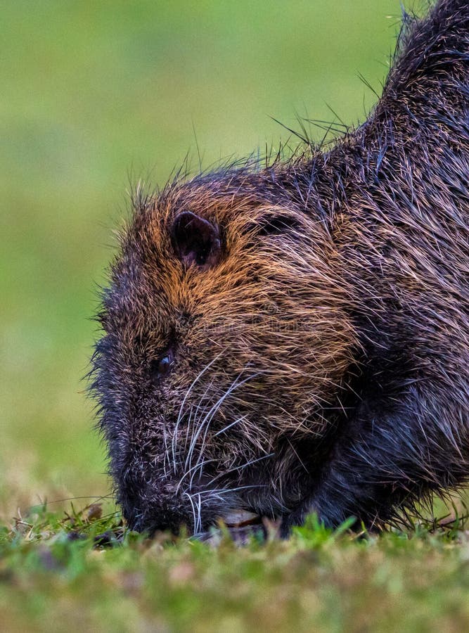 A Portrait Shot of a Nutria Stock Photo - Image of animals, rodent ...