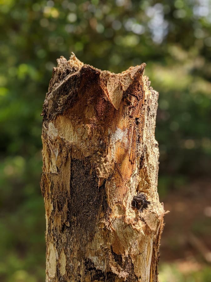 Portrait Shot of Tree Trunk Texture Stock Image - Image of trunk ...