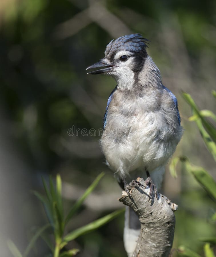 Blue Jay portrait stock image. Image of crest, bird - 108051925