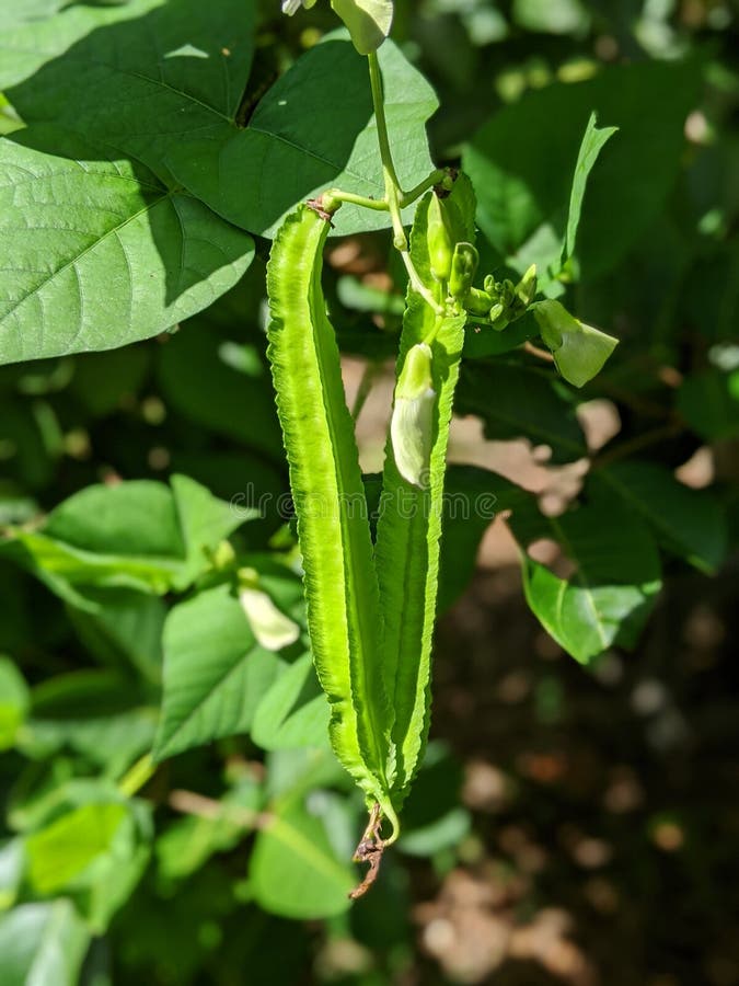 820 Winged Bean Plant Stock Photos - Free & Royalty-Free Stock Photos ...