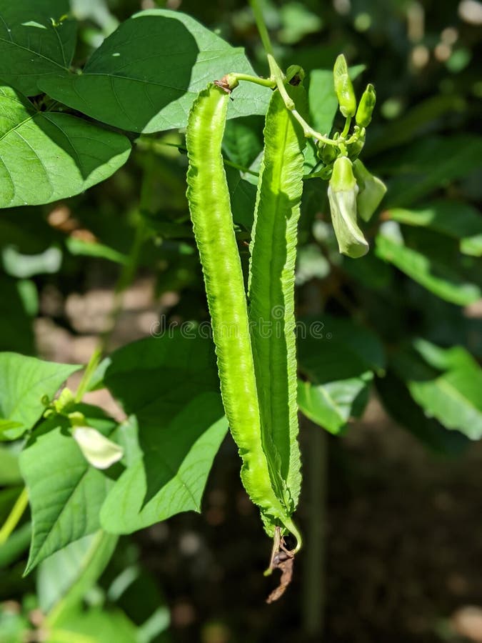 Portrait Shot of Winged Bean Plant Stock Image - Image of leaf, garden ...