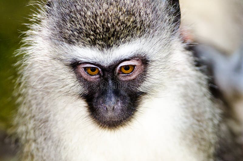 Shy Monkey stock photo. Image of tailed, primate, animal - 15310286